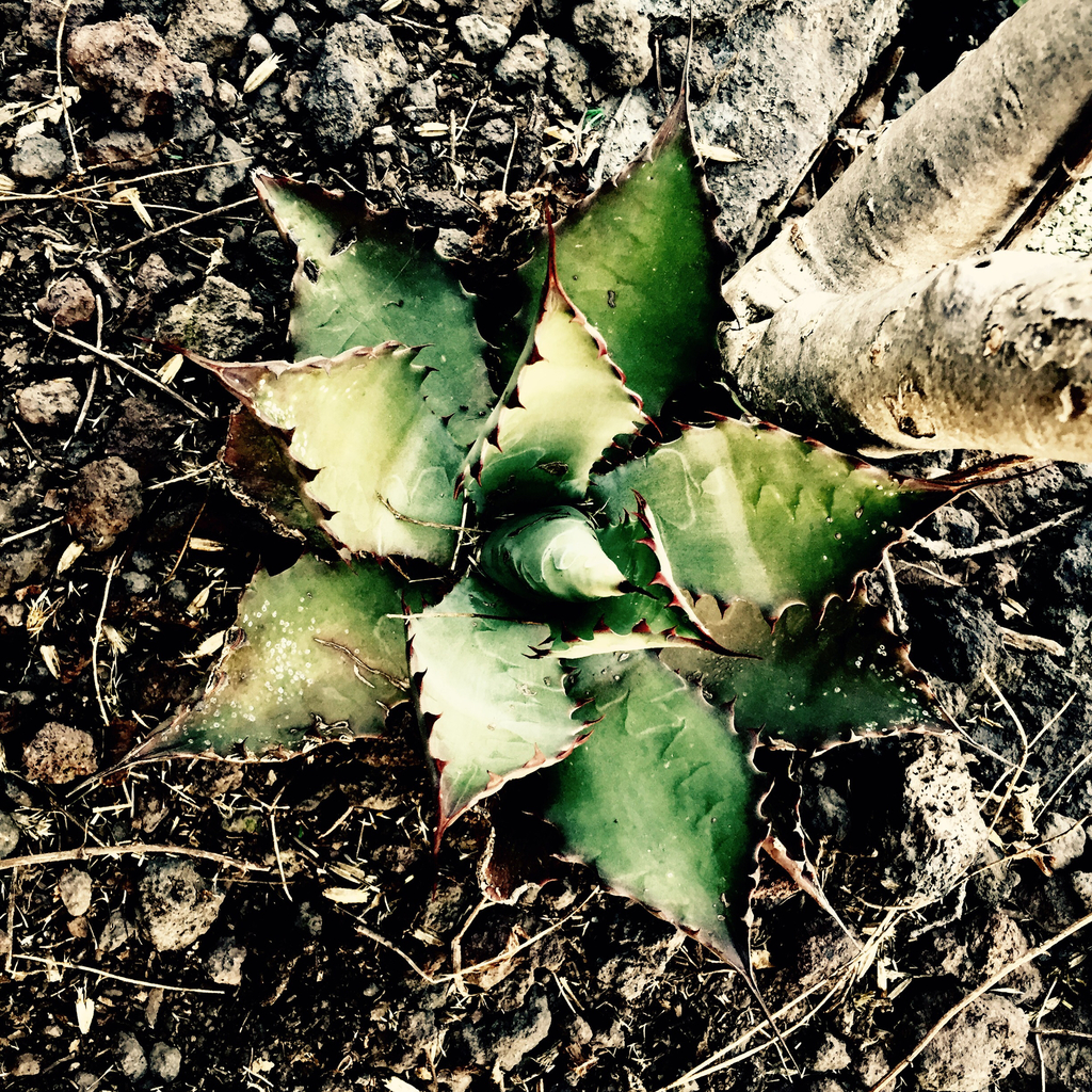 Agave inaequidens inaequidens from Área Verde I, Ciudad de México, DF ...