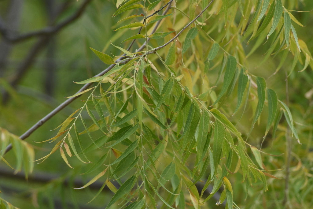 Western Soapberry from Pima County, US-AZ, US on November 25, 2019 at ...