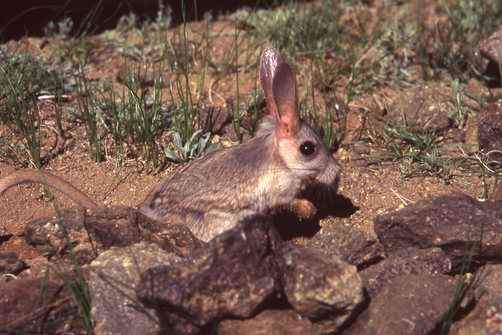 Four and Five-toed Jerboas (Allactaga) - Know Your Mammals