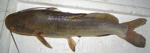 Silver Catfish (Rhamdia quelen) - Marine Life Identification