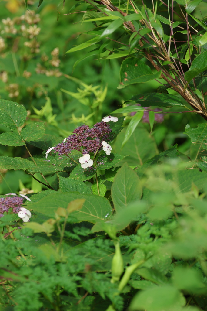 Hydrangea strigosa from 中国贵州省铜仁市江口县 on July 17, 2025 at 10:19 AM by CXY ...