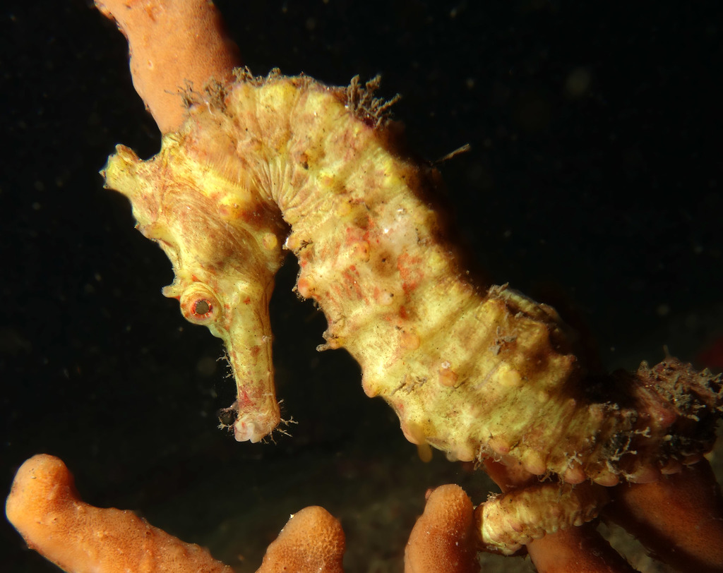 Great Seahorse from La Perouse on September 10, 2016 at 01:41 PM by ...
