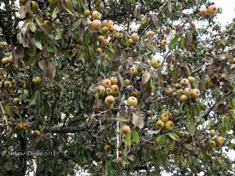 Almond-leaved pear (Pyrus spinosa) - Botanical Realm