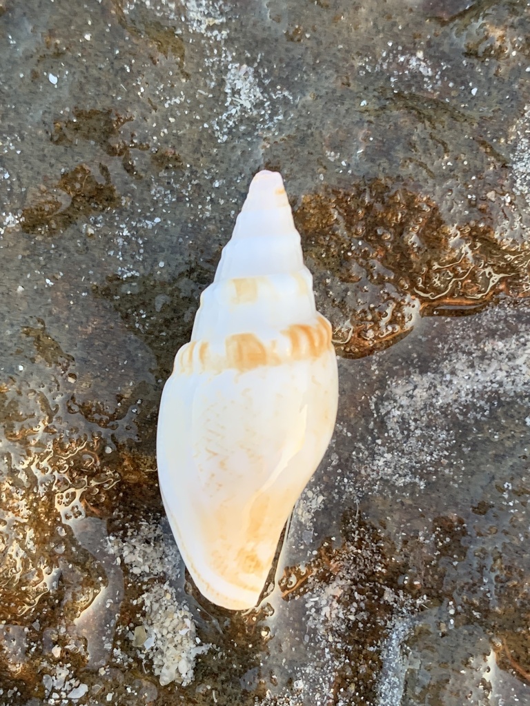 Campbell's Stromb from Indian Ocean, Waterbank, WA, AU on September 29 ...