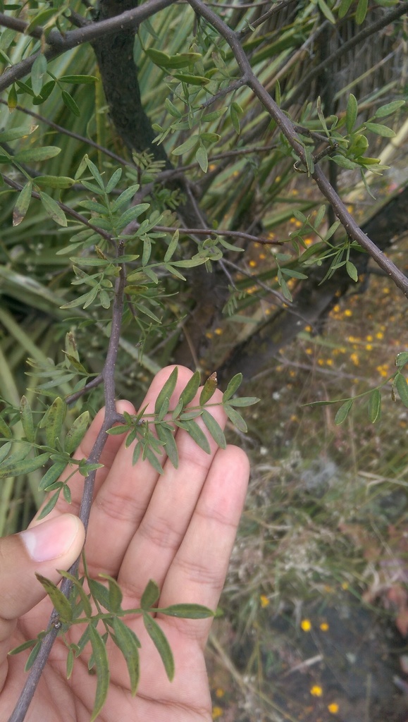 (Bursera arida) - Botanical Realm