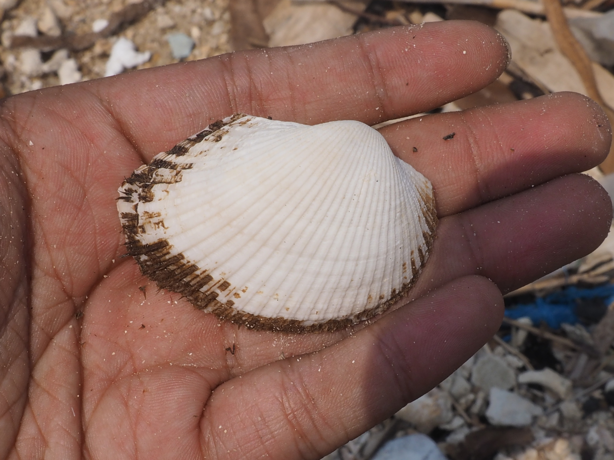 Anadara antiquata (Linnaeus, 1758)