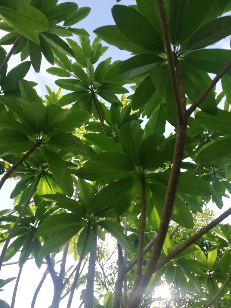 Fence Post Tree from Coatzacoalcos, Ver., México on June 29, 2019 at 05 ...
