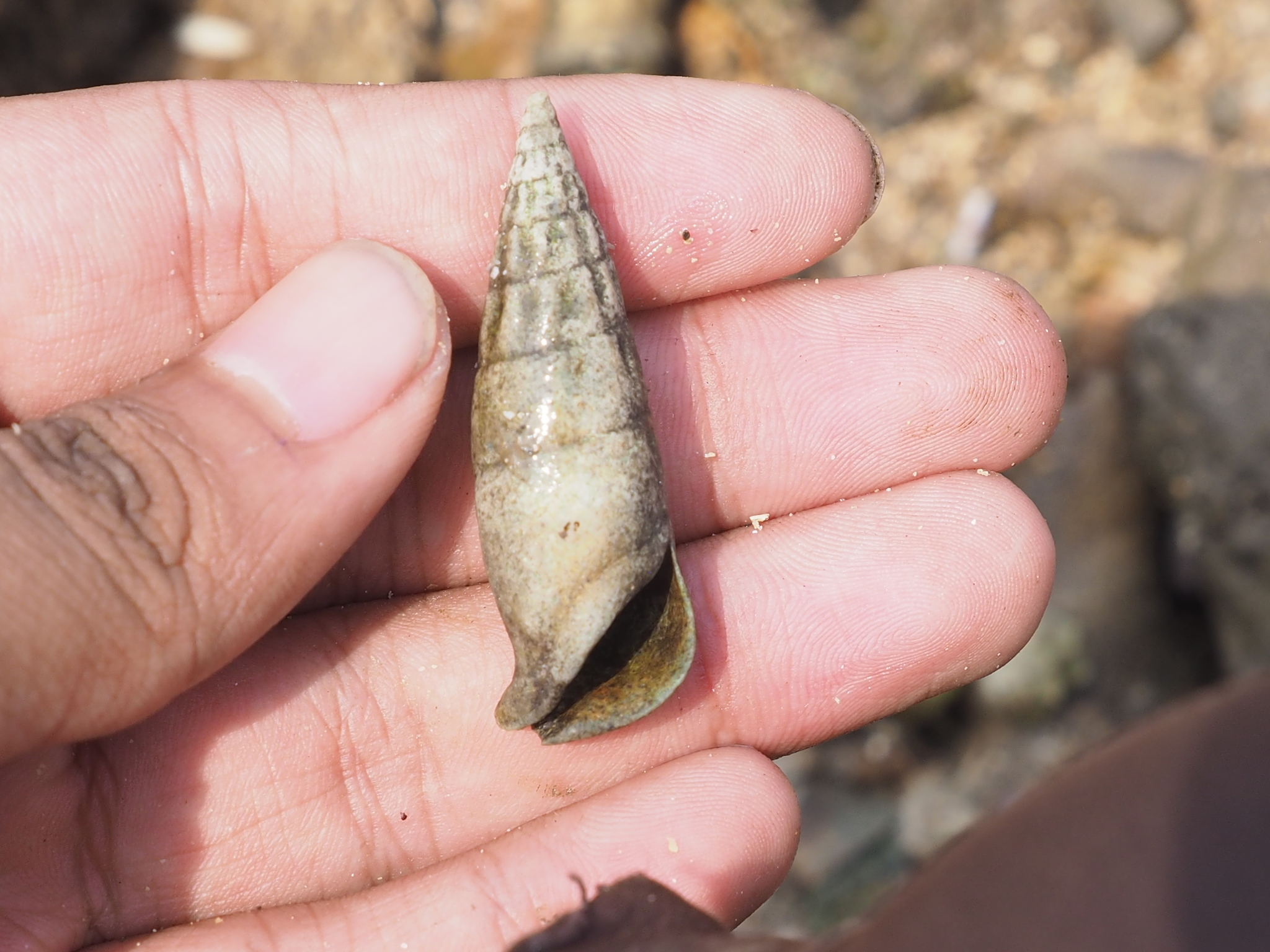 Rhinoclavis vertagus (Linnaeus, 1767)