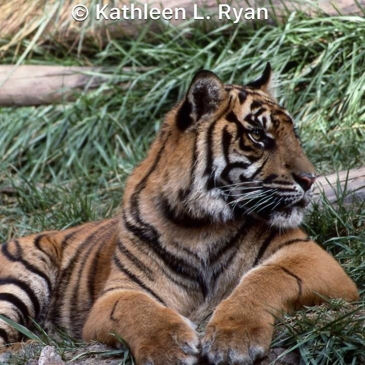 Amur Tiger in October 2000 by Kathleen L. Ryan. My Siberian Tiger ...