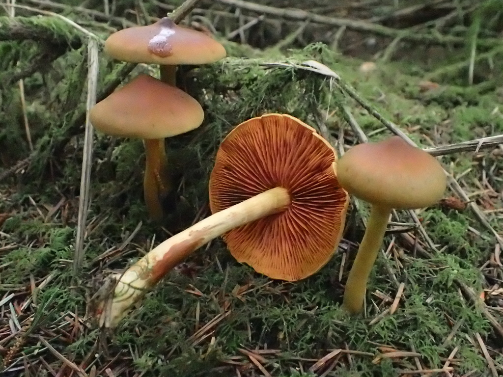 cinnamon webcap from Humboldt County, CA, USA on November 30, 2019 at ...