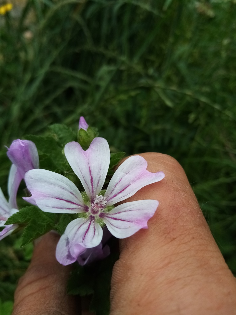 Common Mallow from Tai Tapu 7672, New Zealand on December 3, 2019 at 02 ...