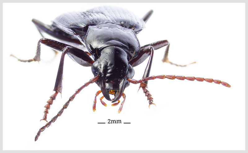 Cosmopolitan Ground Beetle from New Brighton, Christchurch, New Zealand ...