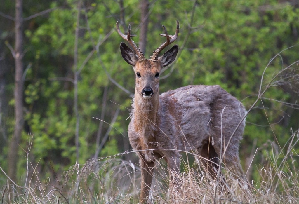 Eastern Roe Deer in April 2019 by Алина Урусова · iNaturalist