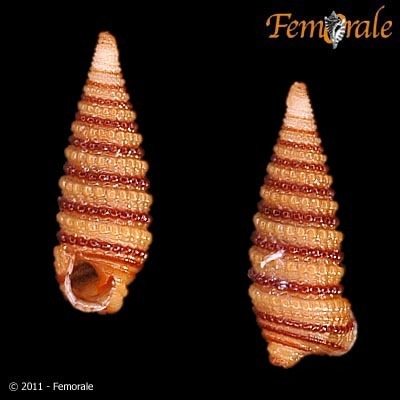 Genus Mastonia · iNaturalist