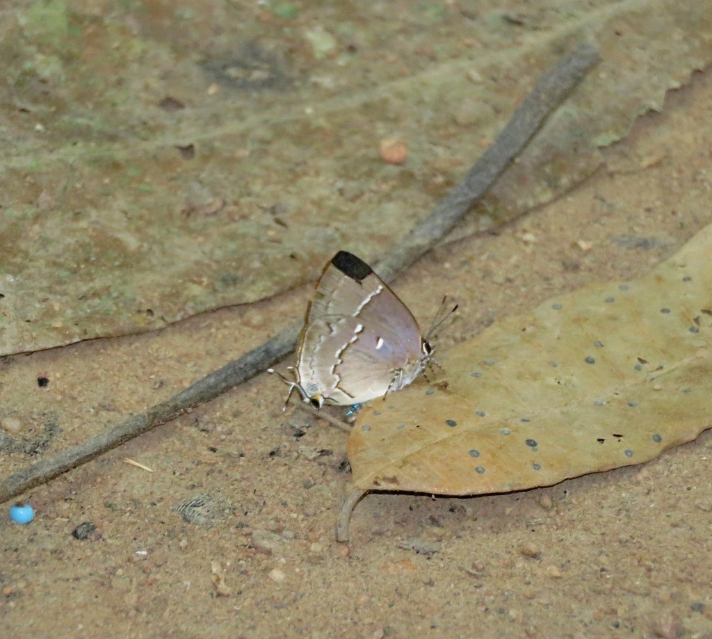 Tmolus mutina from Cristalino Lodge - Alta Floresta - MT - Brazil on ...
