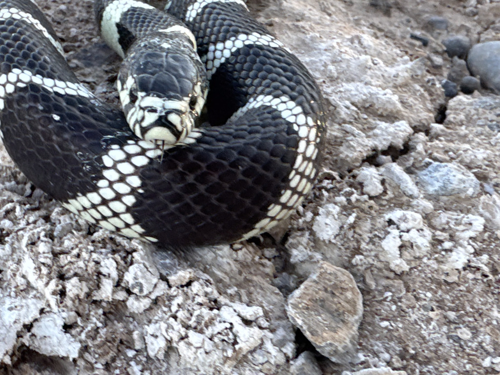 California King Snake from Clark, Nevada, United States on September 17 ...