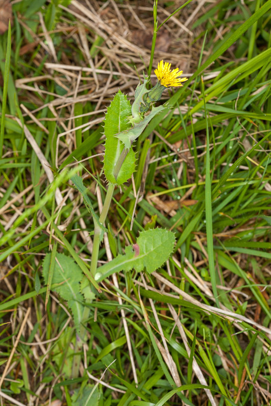prickly sowthistle from Peterborough, UK on May 29, 2007 at 02:23 PM by ...