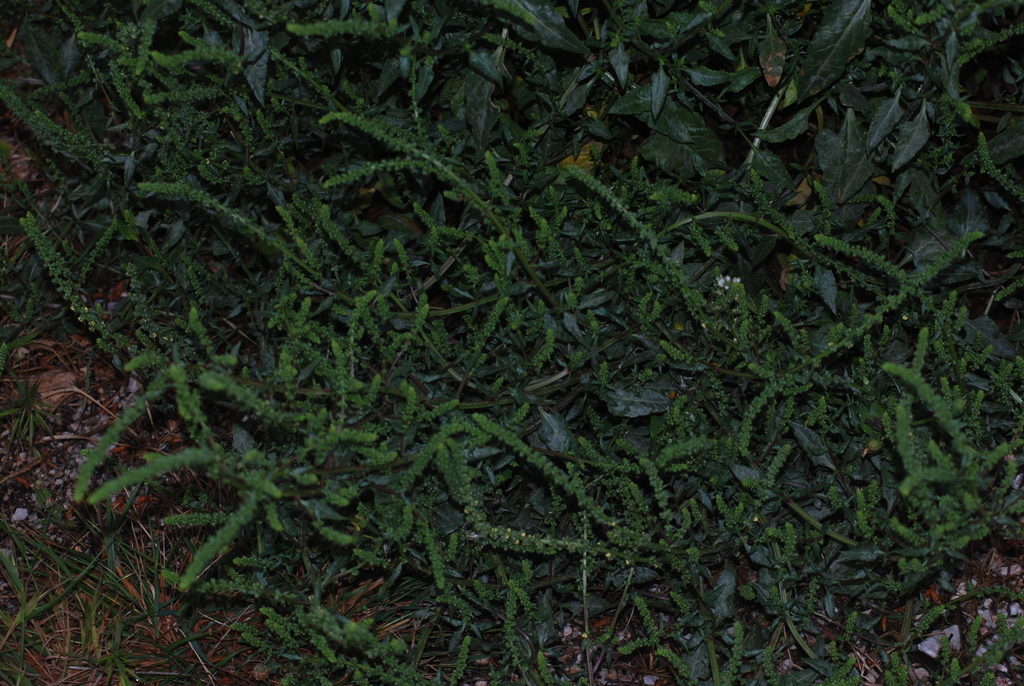 Large-fruited Beet (Beta macrocarpa) - Botanical Realm