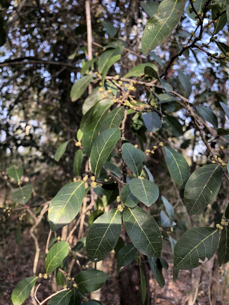Burnie Vine from Cliveden Avenue, Corinda, QLD, AU on December 03, 2019 ...