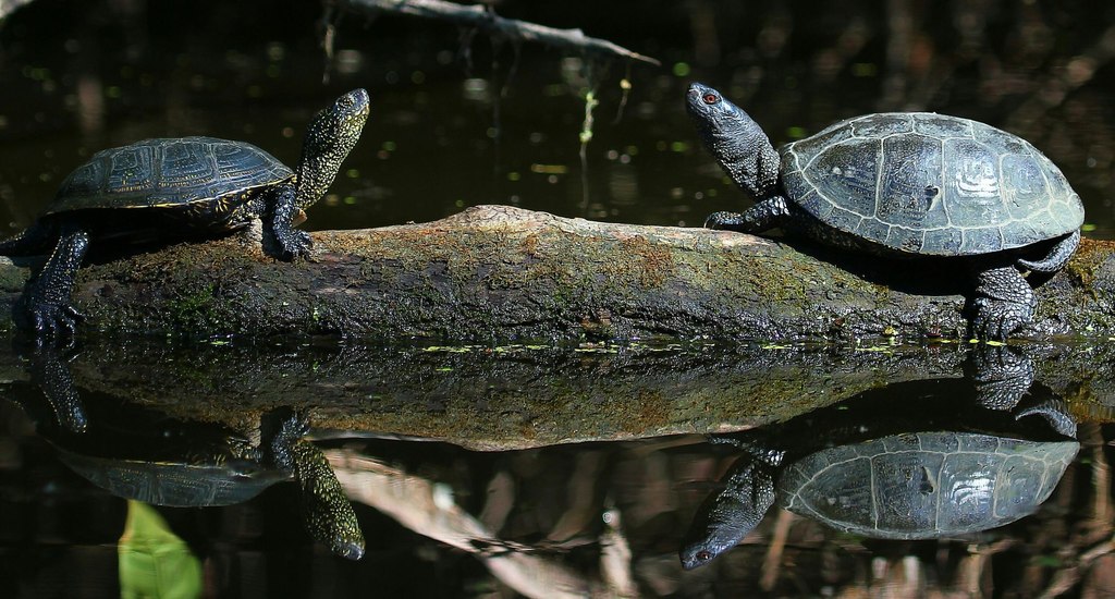 European Pond Turtle in April 2016 by Алина Урусова · iNaturalist