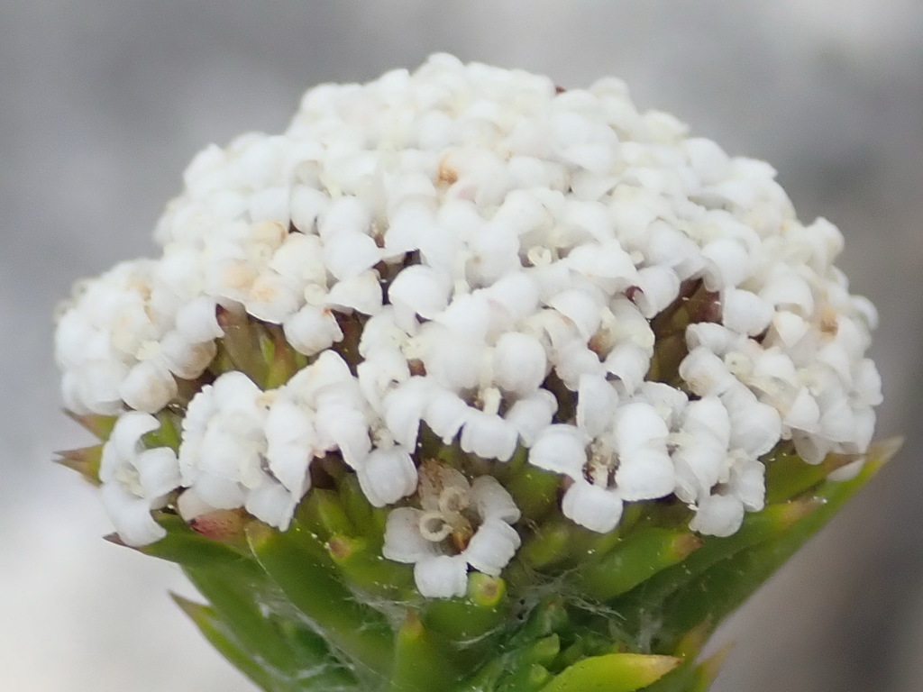 African Stoebe from Kammanassie Nature Reserve West on November 30 ...
