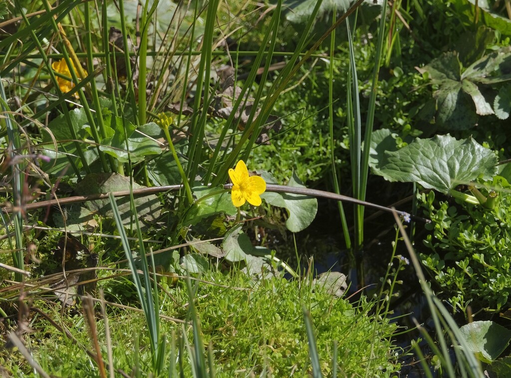 marsh marigold from Sarnen, Schweiz on September 28, 2025 at 12:01 PM ...