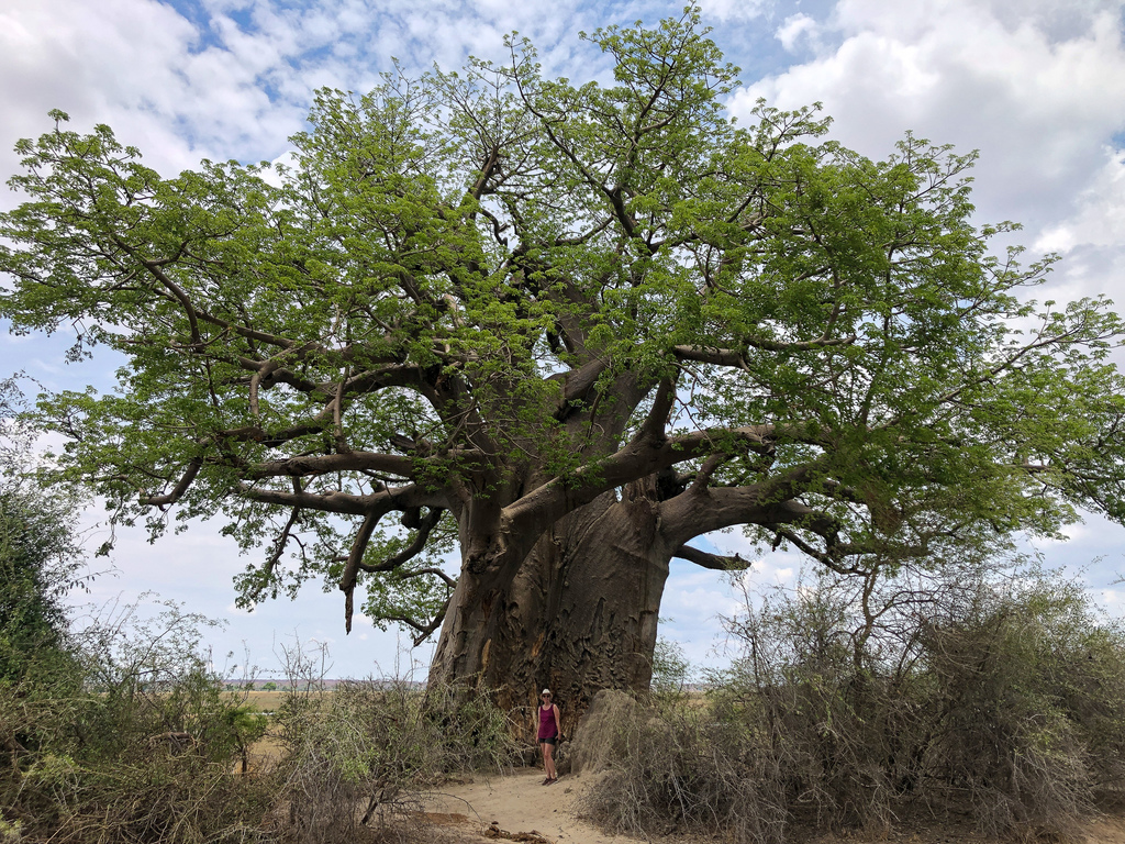 African baobab from Mahango Game Reserve, Mukwe, Kavango, Namibia on ...