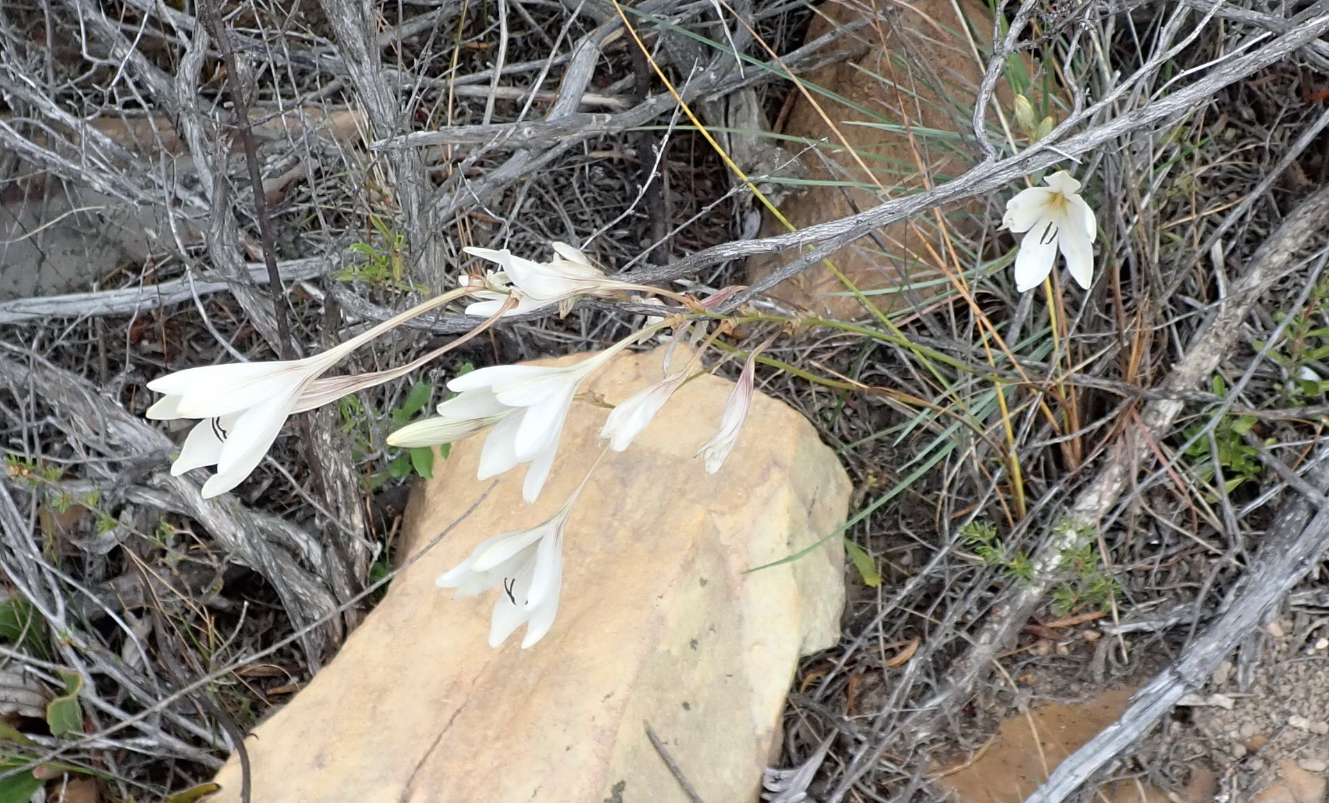 Tritonia bakeri subsp. bakeri