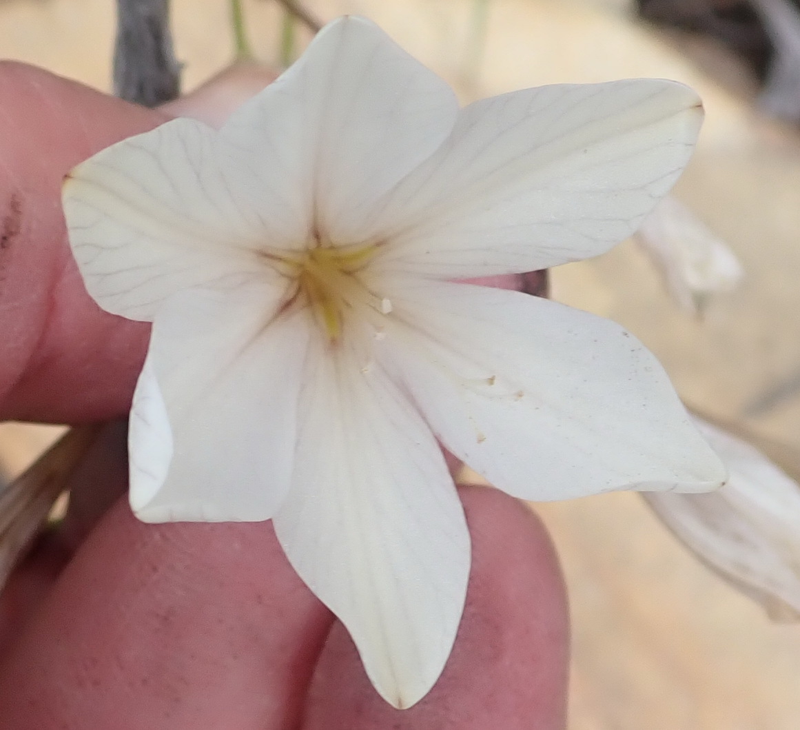Tritonia bakeri subsp. bakeri