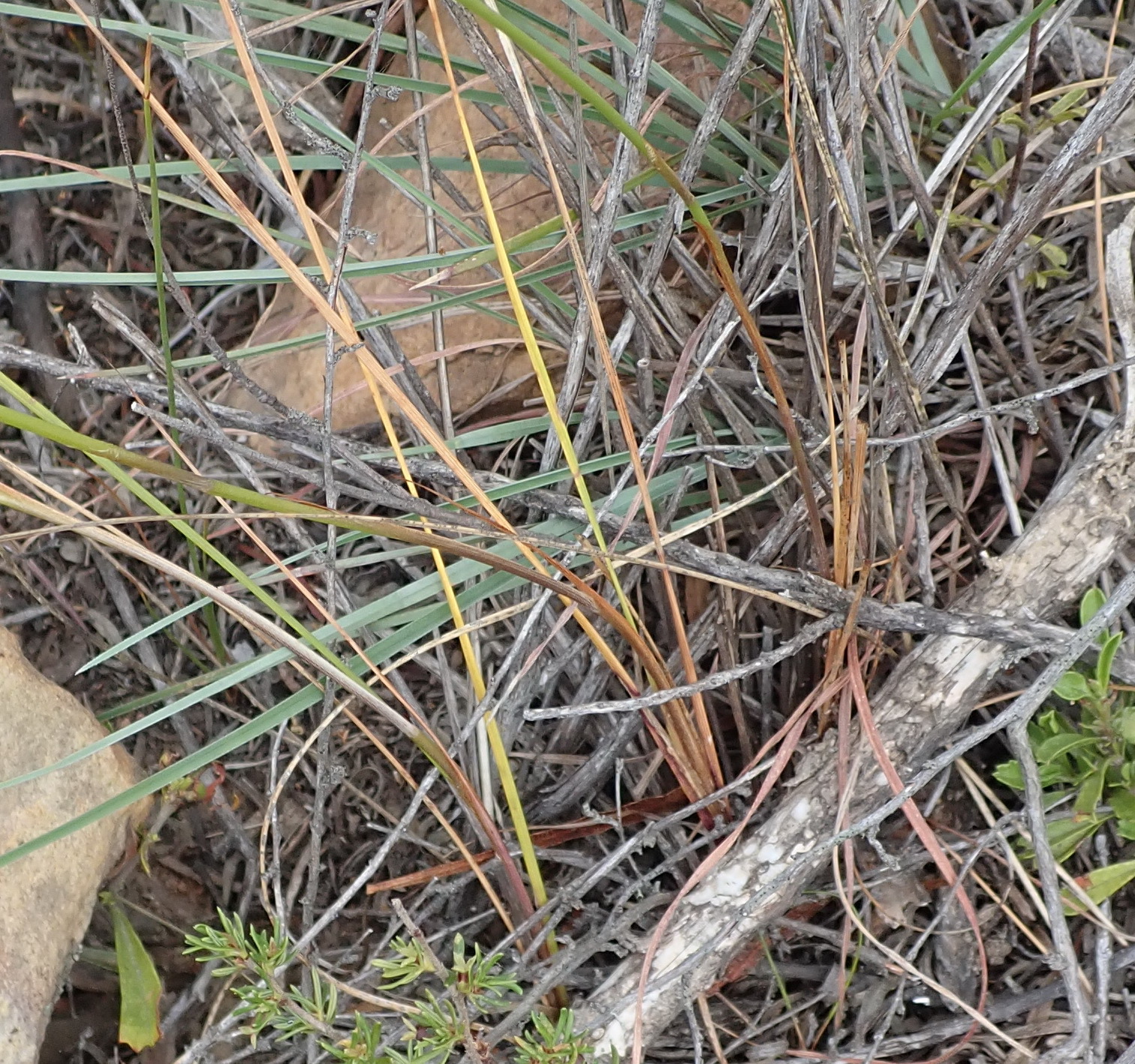 Tritonia bakeri subsp. bakeri