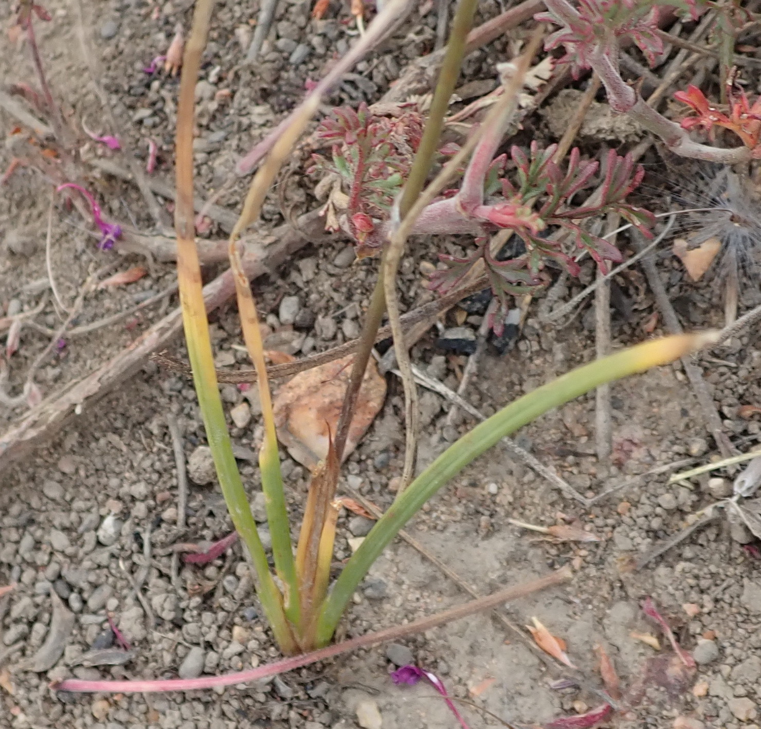 Tritonia bakeri subsp. bakeri