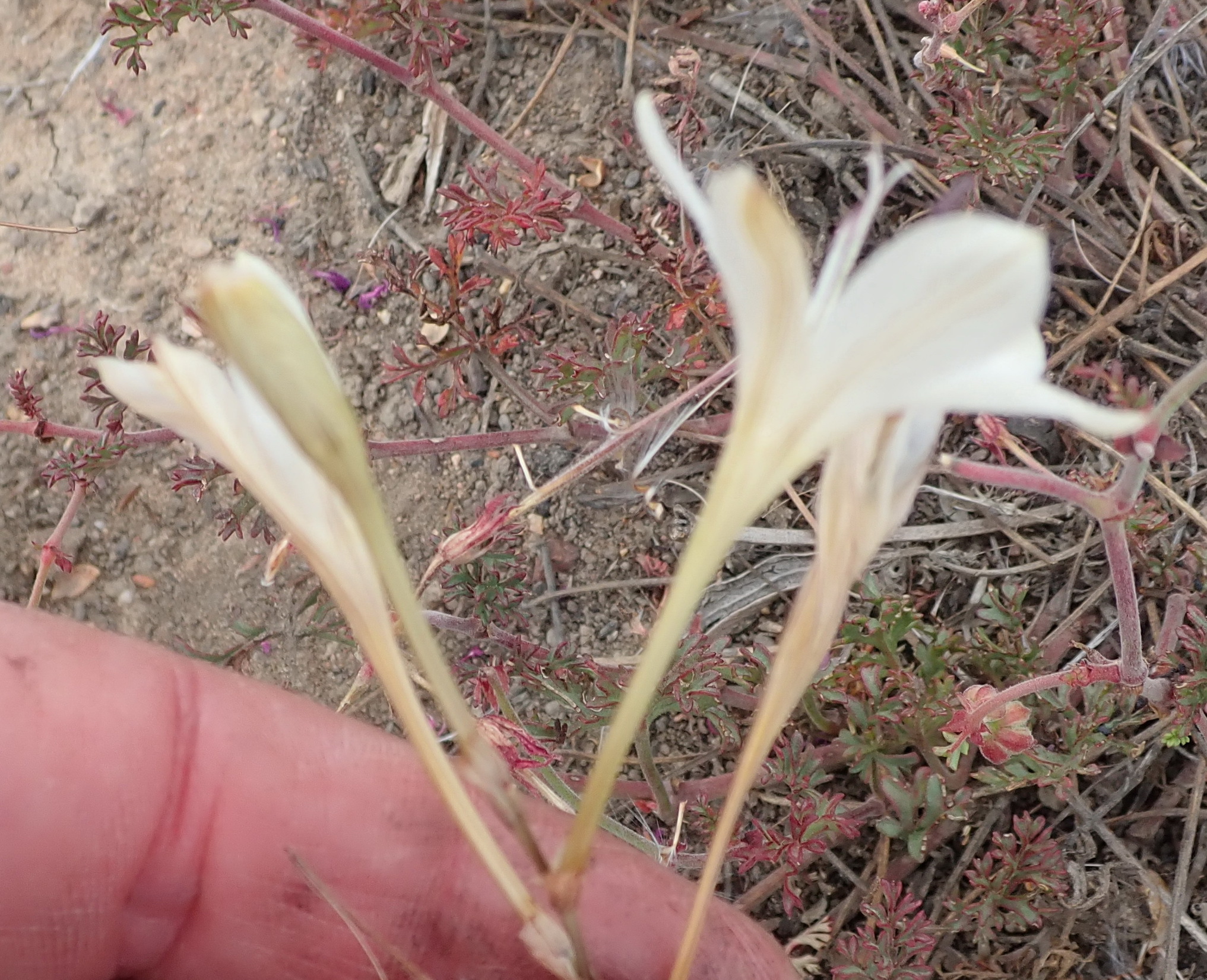Tritonia bakeri subsp. bakeri