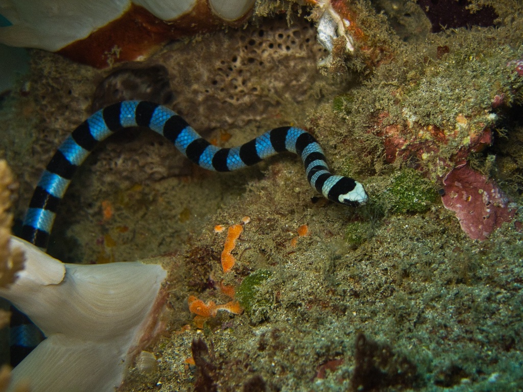 Blue-lipped Sea Krait (Laticauda laticaudata) - Snakes and Lizards