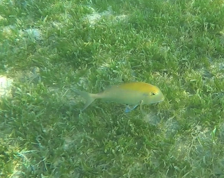 Calamus pennatula Guichenot, 1868