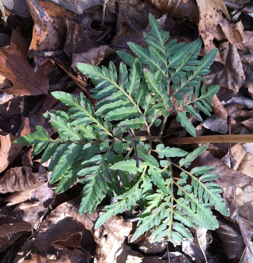bronze fern from Washington County, AR, USA on December 2, 2019 at 12: ...