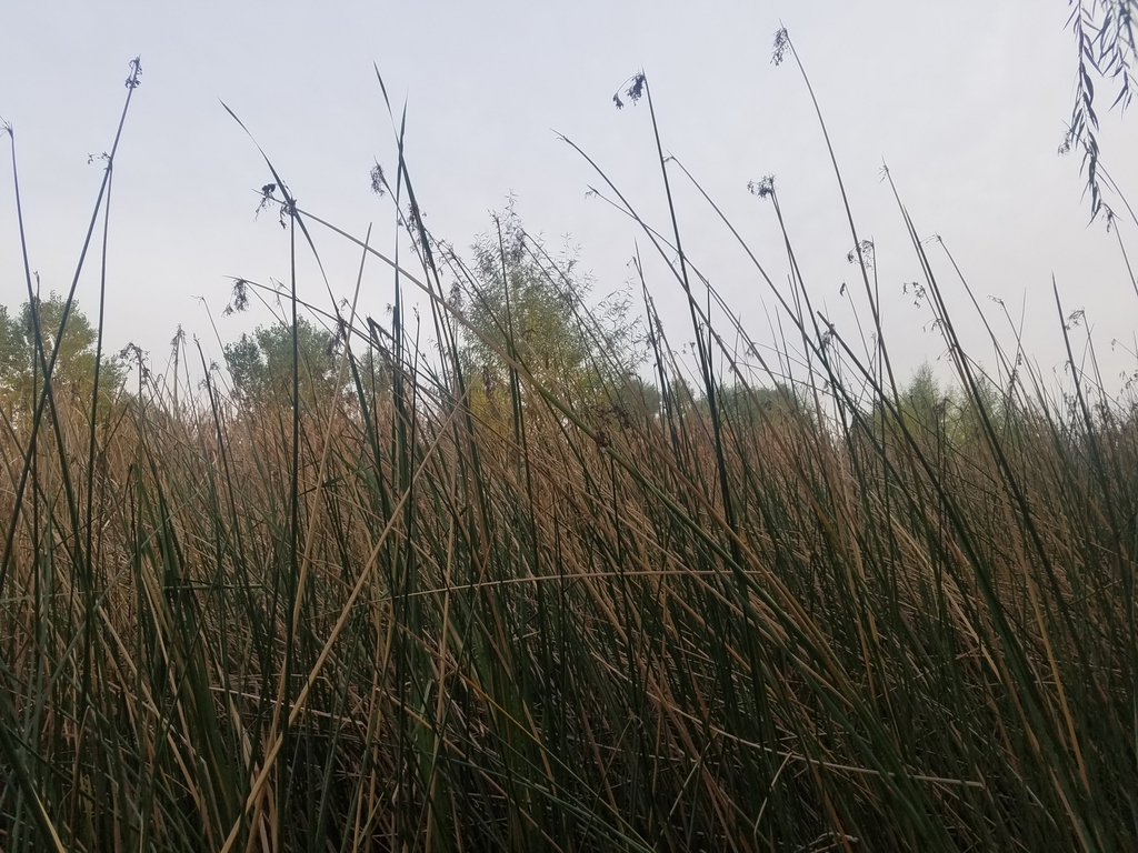 California bulrush from Mexicali, MX-BN, MX on December 03, 2019 at 08: ...