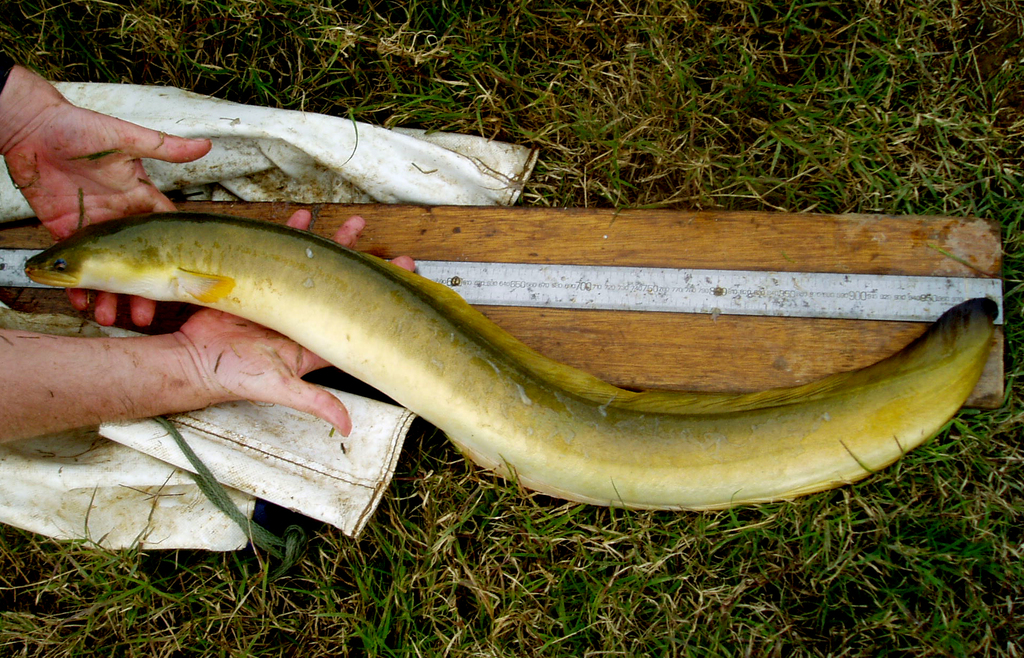African Longfin Eel from Dunbrody, Sundays River Valley on July 28 ...