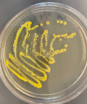 Kocuria palustris · iNaturalist Mexico