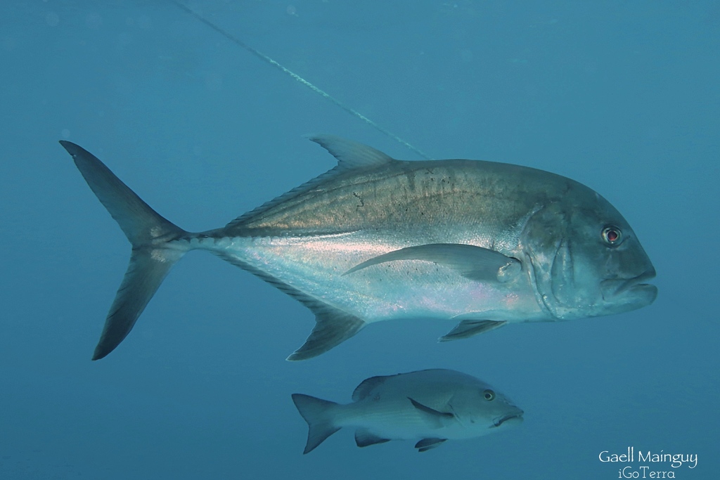 Giant Trevally (Caranx ignobilis) - Marine Life Identification