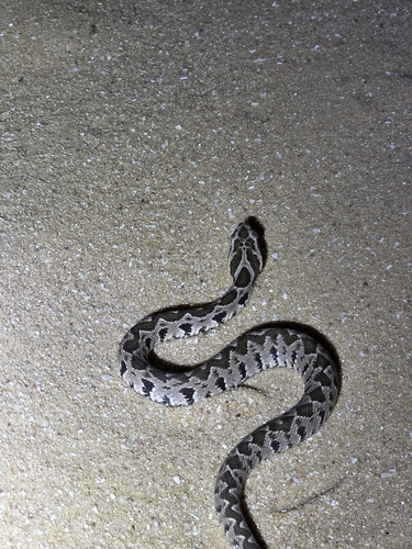 Palestine Viper (Daboia palaestinae) - Snakes and Lizards