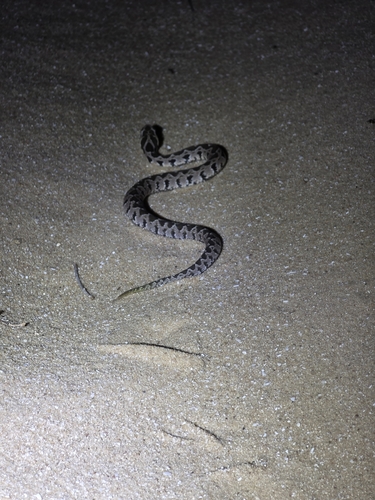 Palestine Viper (Daboia palaestinae) - Snakes and Lizards
