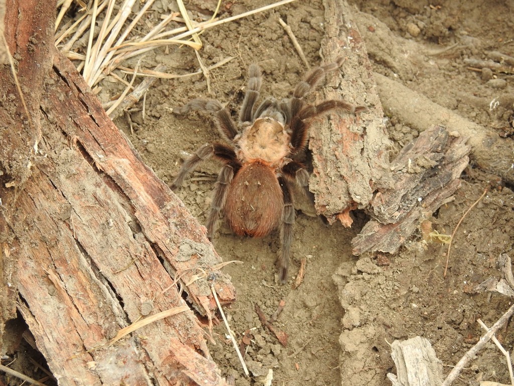 Texas Tan Tarantula from Reynosa, Tamps., México on November 20, 2019 ...