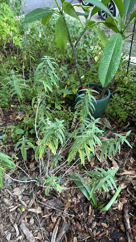Mexican Bush Sage in September 2025 by caleb_koval · iNaturalist
