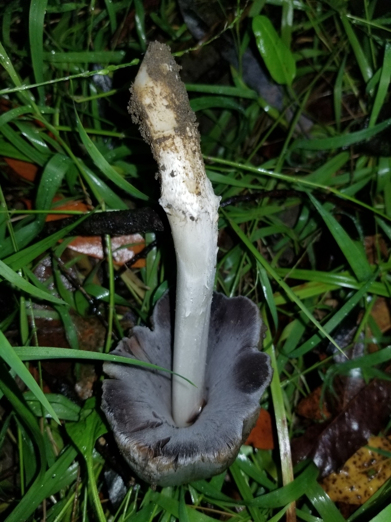 Common Ink Cap from Castro Valley, CA, USA on December 2, 2019 at 04:02 ...