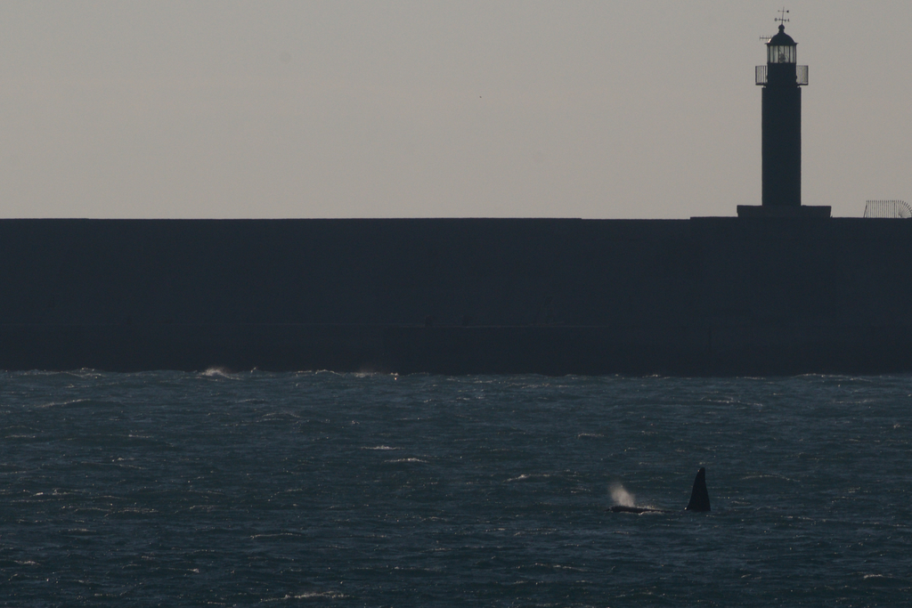 Orca from Liguria, Italia on December 3, 2019 at 09:19 AM by Giacomo ...