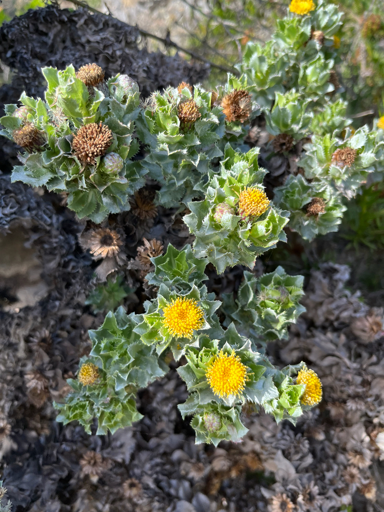 Haplopappus foliosus from La Higuera, Coquimbo Region, CL on September ...