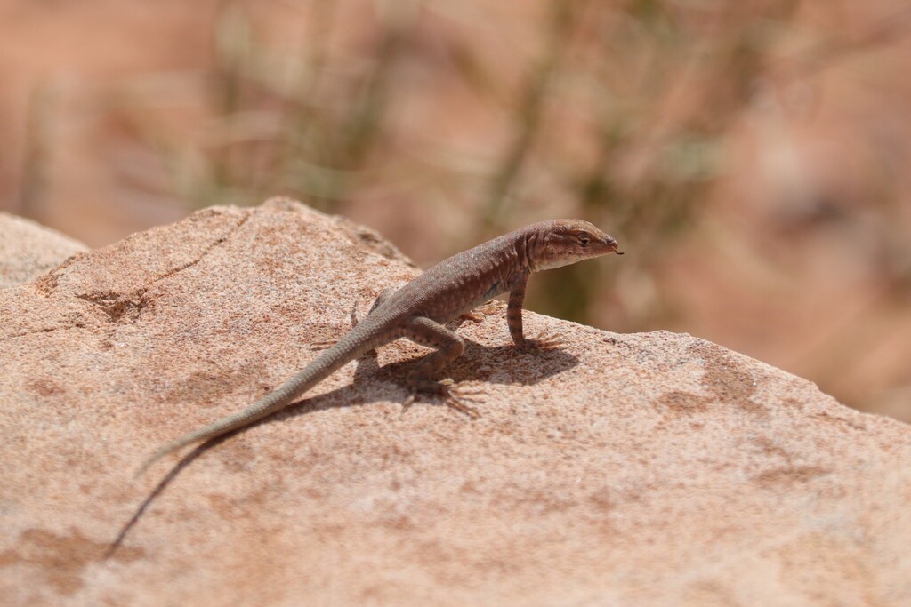 Common Side-blotched Lizard from San Juan County, UT, USA on September ...