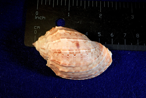 arpa crenífera (Harpa crenata) · iNaturalist Mexico