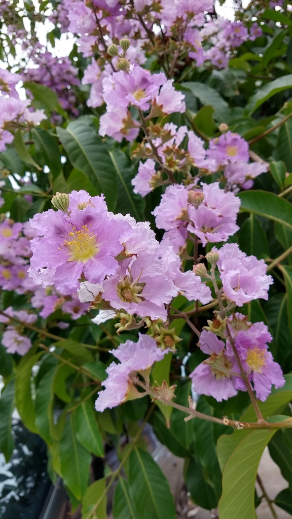 crape-myrtles from Madureira, Rio de Janeiro - RJ, 21351-060, Brasil on ...
