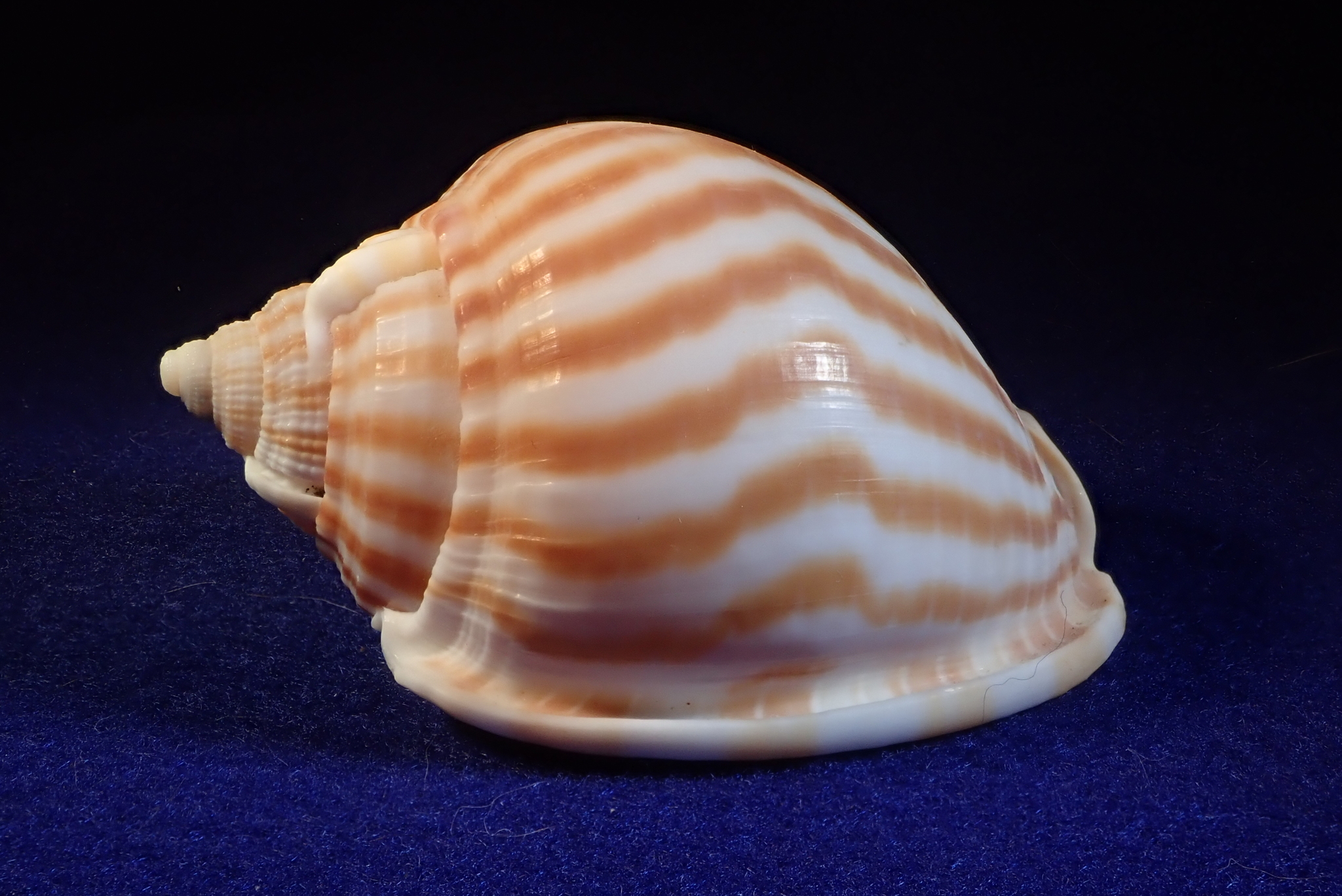 Phalium flammiferum (Röding, 1798)